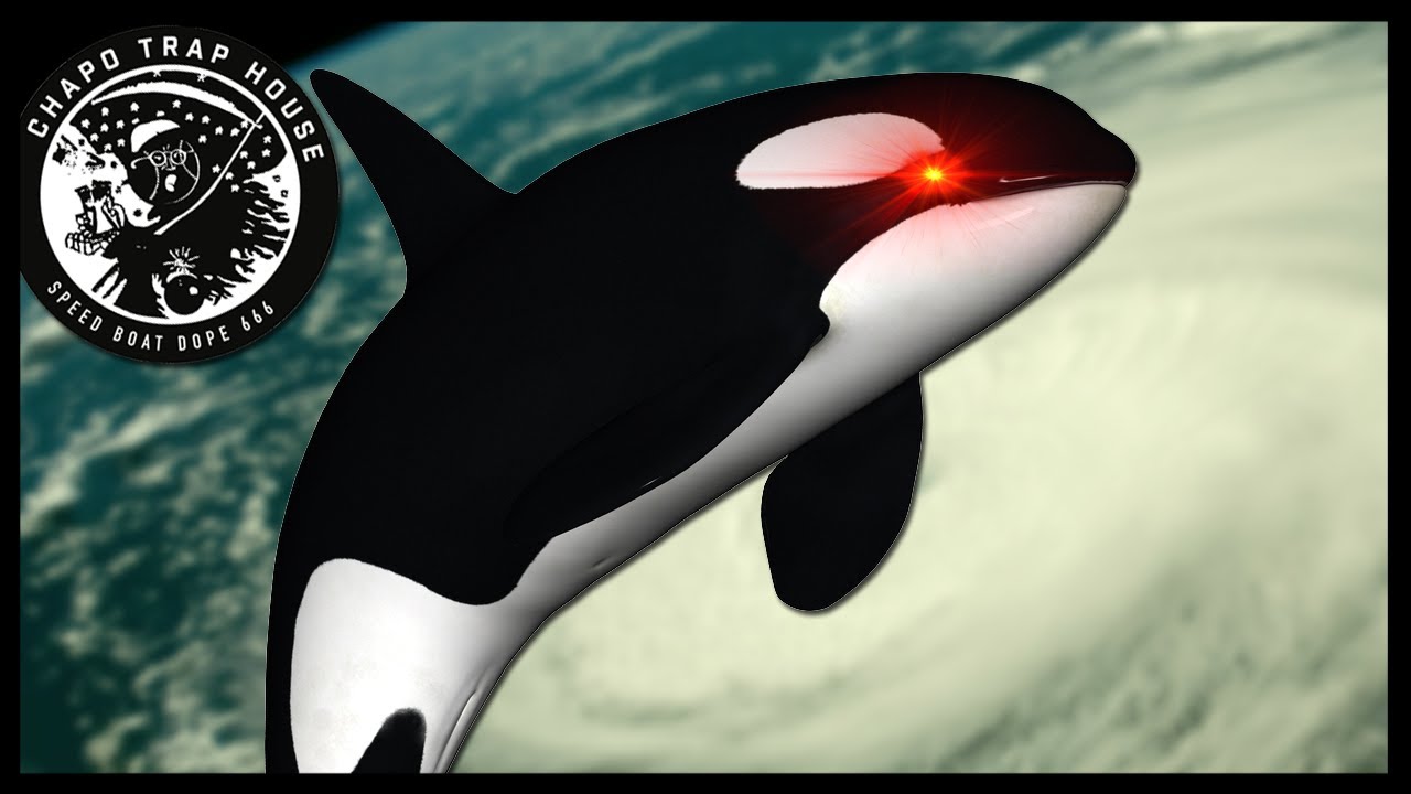 Chapo Trap House | The Killer Whale Army Fighting Humans - YouTube