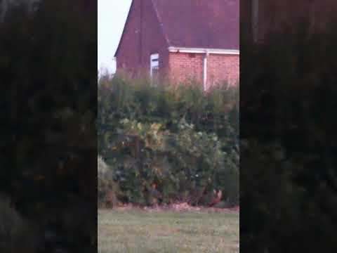 Shit in a Bush
