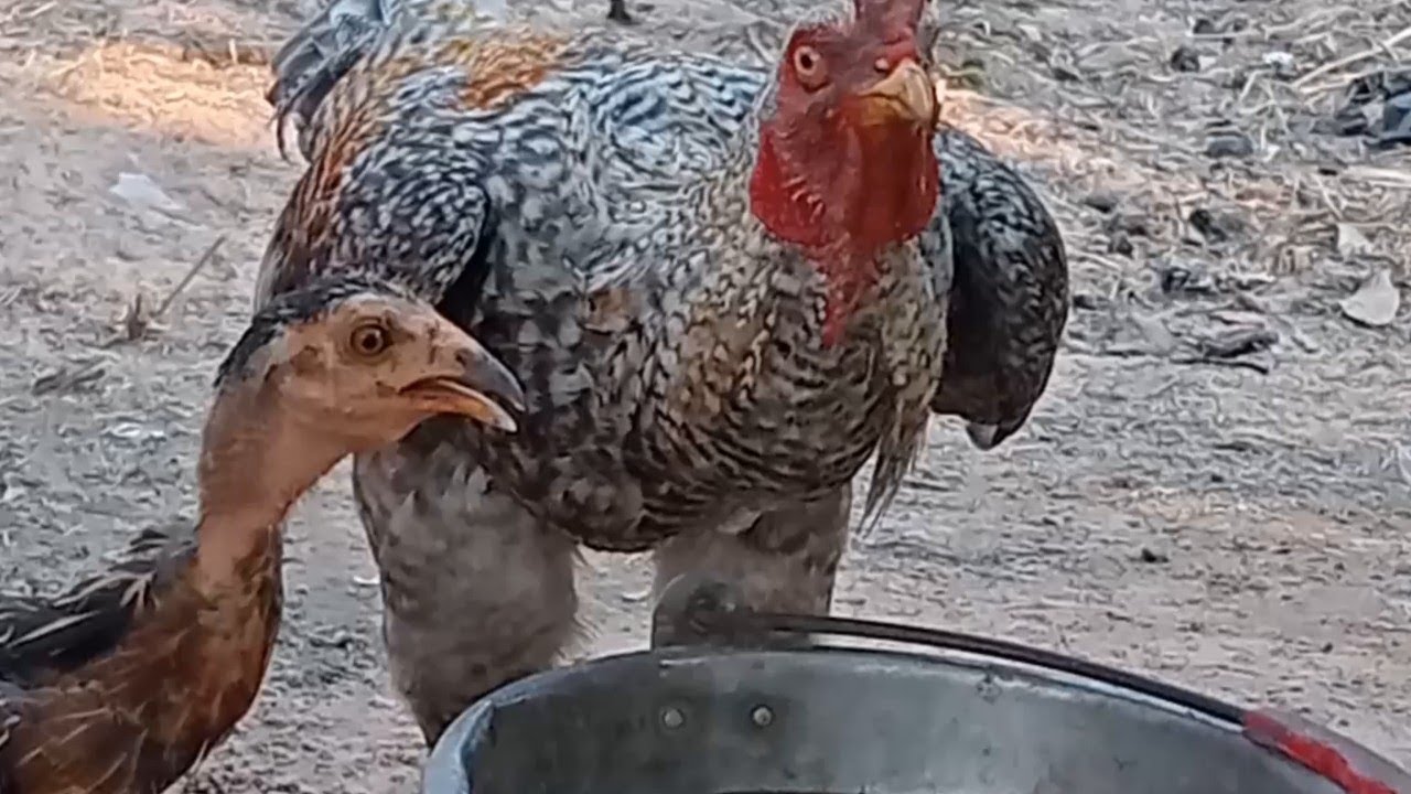 Life of chickens when they are big and when they are young - YouTube