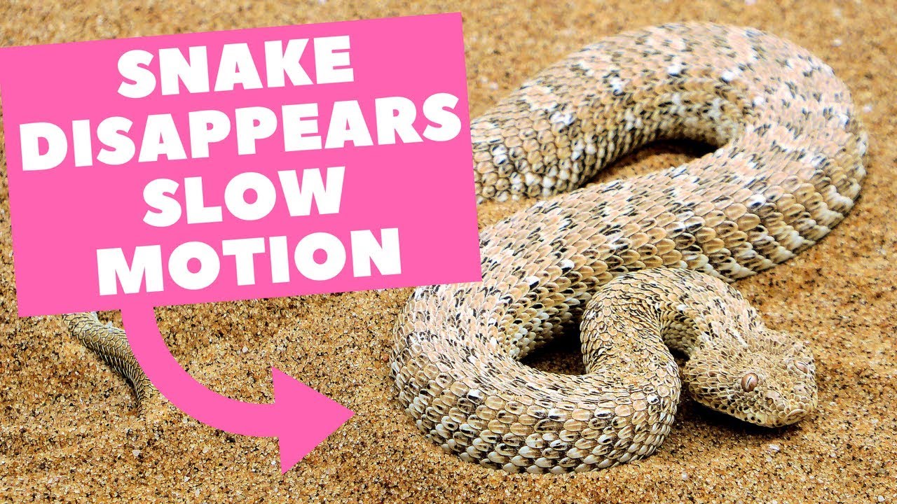 SNAKE in SLOW MOTION Slang verdwijnt! Duinadder - zandadder graaft zich ...