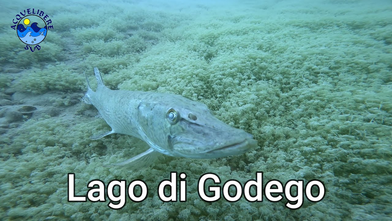 Immersione al lago di Godego a Giugno 2023 | Tanto pesce e buona ...