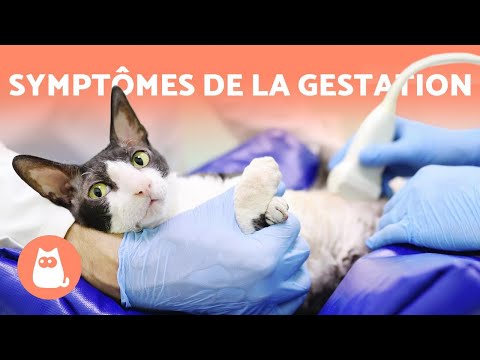 Comment savoir si ma chatte est enceinte ? Les symptômes