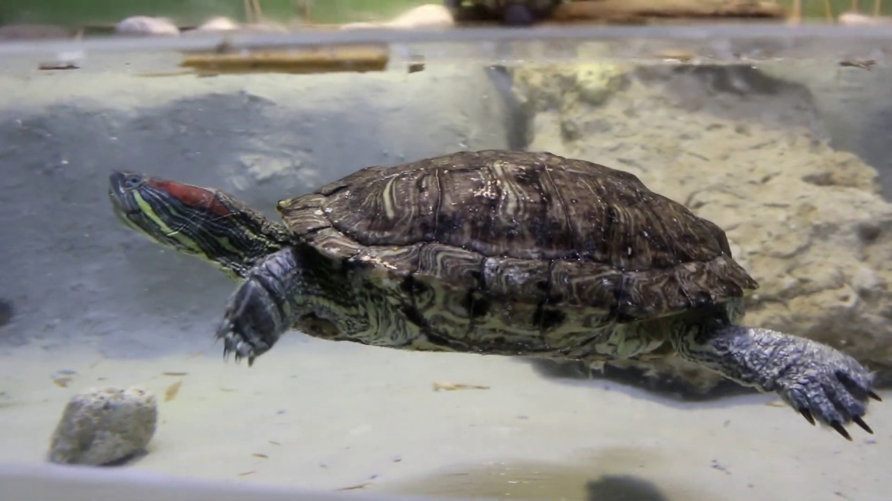Red Eared Slider Turtles Swimming in their Pond to Relaxing Music - YouTube