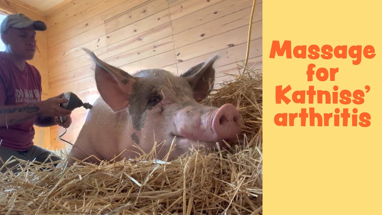 Rescue Pig Katniss enjoys deep tissue massage at Arthur's Acres Spa ...