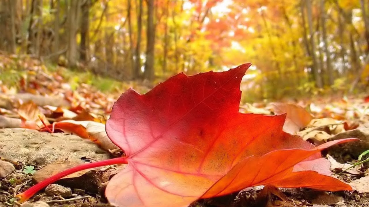Eric Clapton Autumn Leaves YouTube eric-clapton-autumn-leaves-youtube
