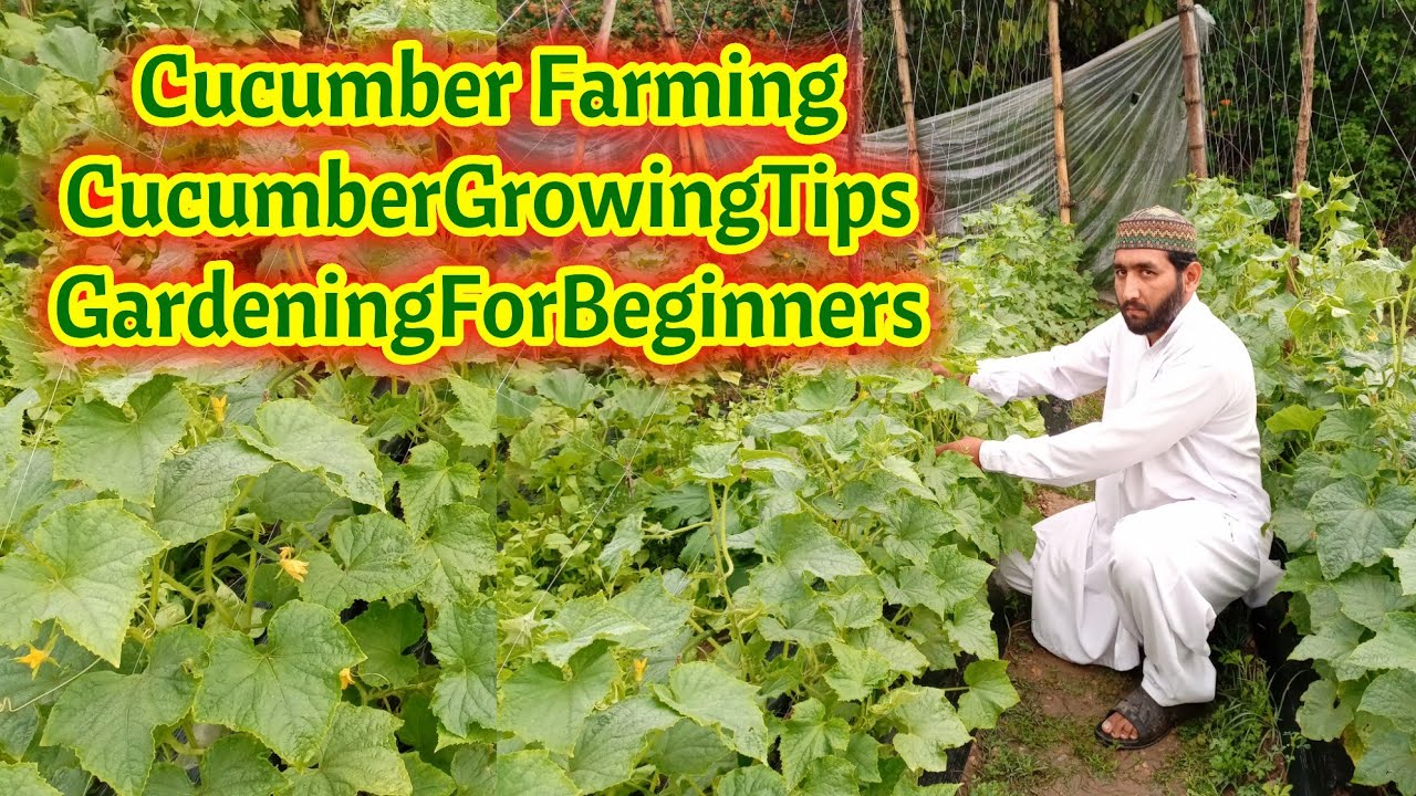 How to Grow Juicy Cucumbers: Tips and Tricks || Cucumber Farming for Beginners: Getting Started ...