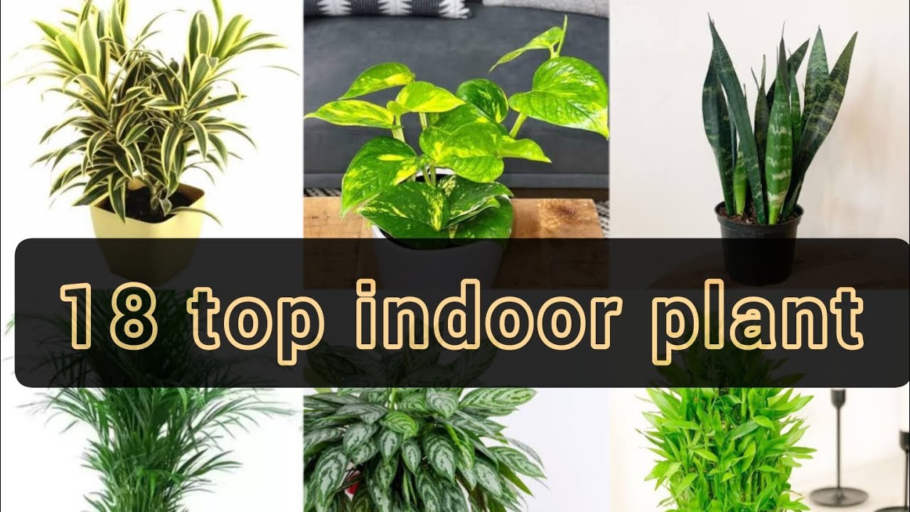 Top 18 indoor plant 🌱 || variety plant name #ghorai #indoorplants # ...