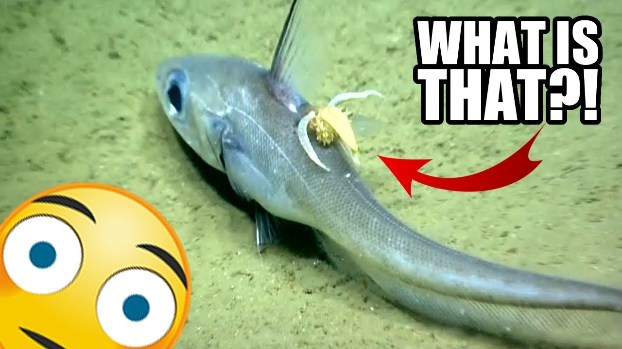 Copepod Facts: WHAT is THAT?! | Animal Fact Files - YouTube