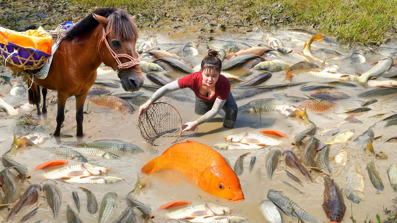 Harvesting A Lot Of Fish At Mud Pond Goes To Market Sell - Strong Horse ...