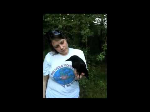 Dying Crow - YouTube