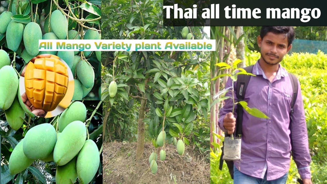 थाई ऑल टाइम मैंगो🥭पौधे और खेती /Thai All time mango plant & farming ...