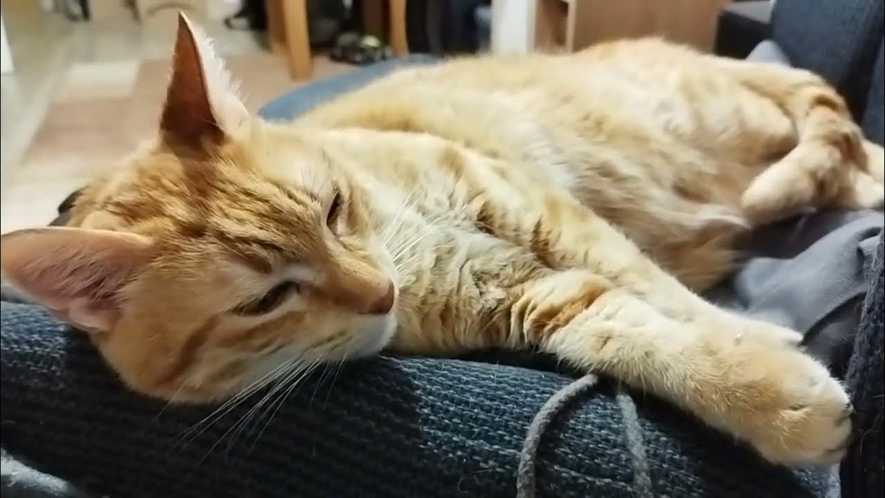 Draußen Schietwetter, drinnen Schmusestunde für Goldi! - YouTube