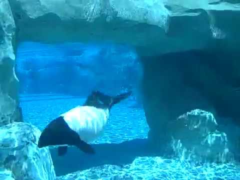 Commerson's Dolphins Swimming at Aquatica Orlando - YouTube