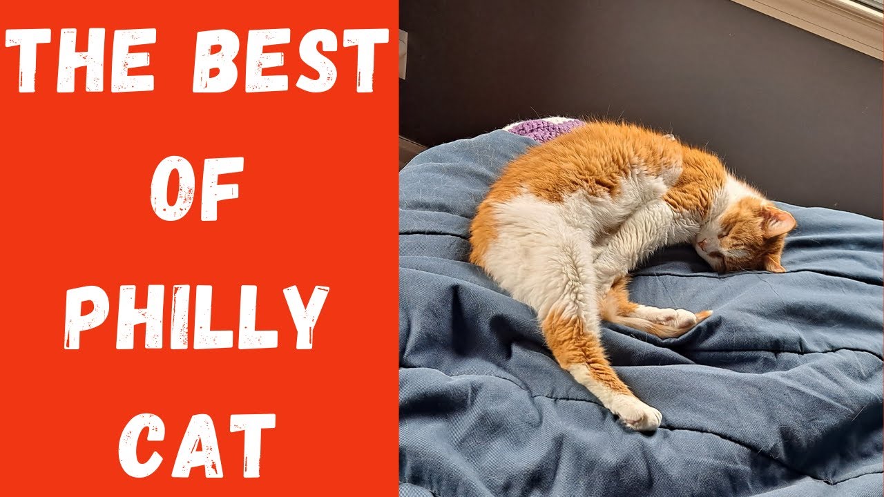 The Best of Philly Cat #bestcat - YouTube