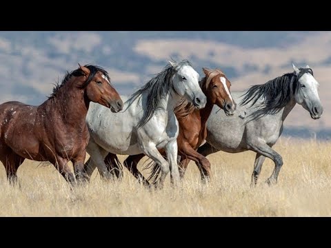 At videolari, Pony atlari, Rengli cins atlar yeni videolar ( mutleq izleyin )