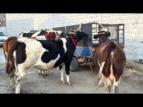 Sardorbek ukamizda arson buġoz mollar sifatga baho Bering