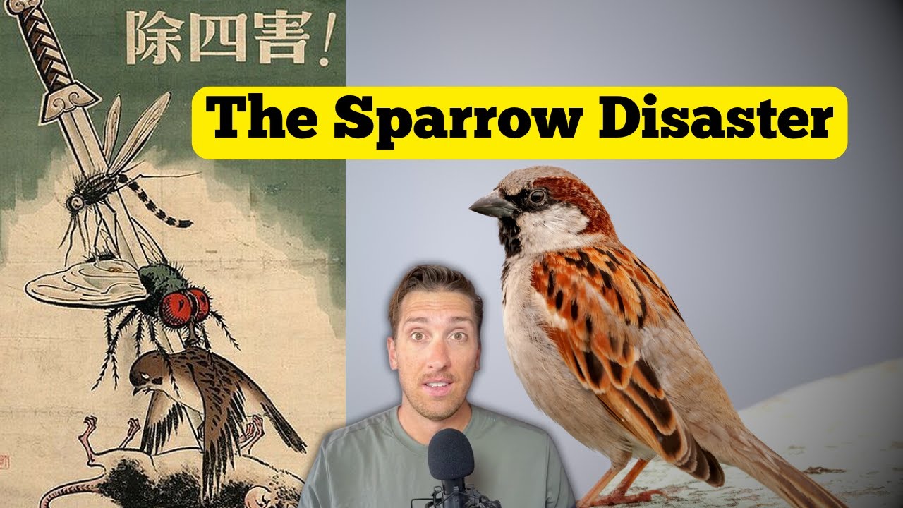 The Four Pests Campaign: How Killing Sparrows Backfired - YouTube