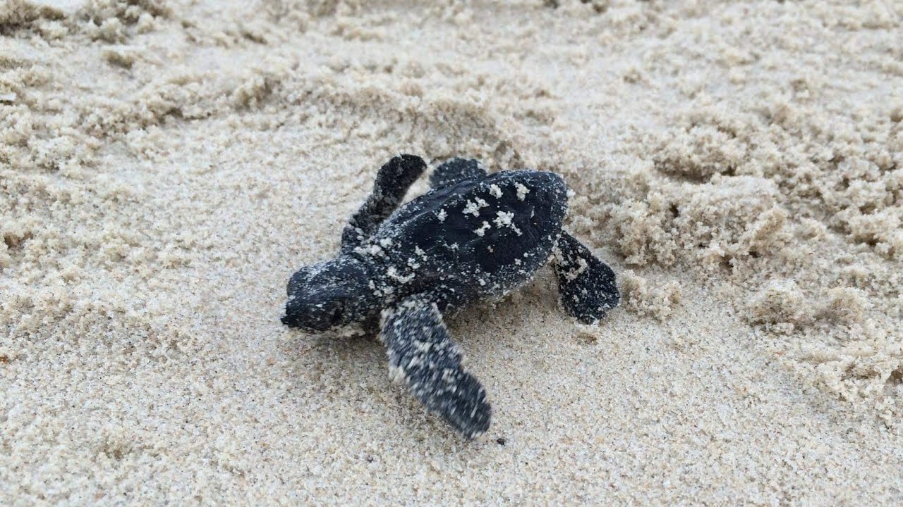 Turtle / Tortoise - YouTube