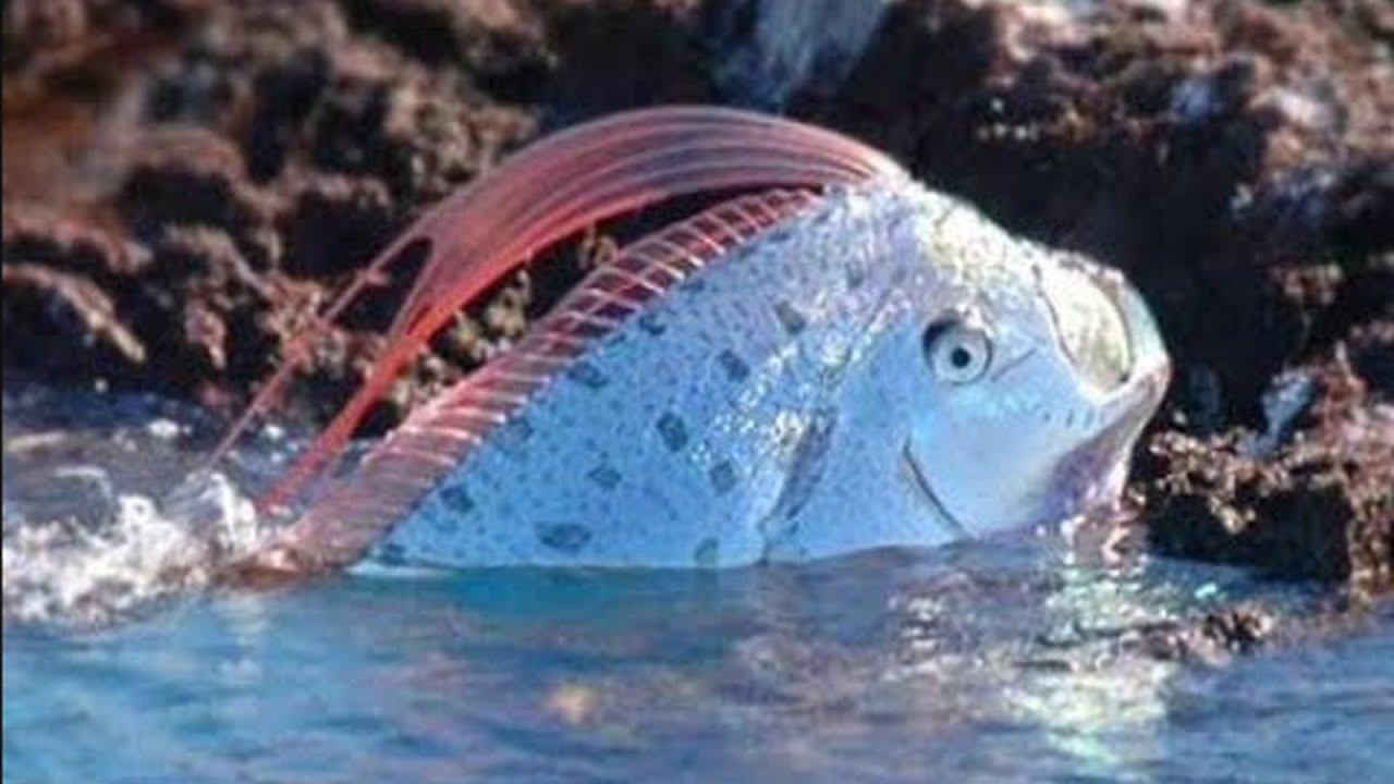 Oarfish: The Real Sea Serpent - Deep Sea Creature | Nutty Putty - YouTube