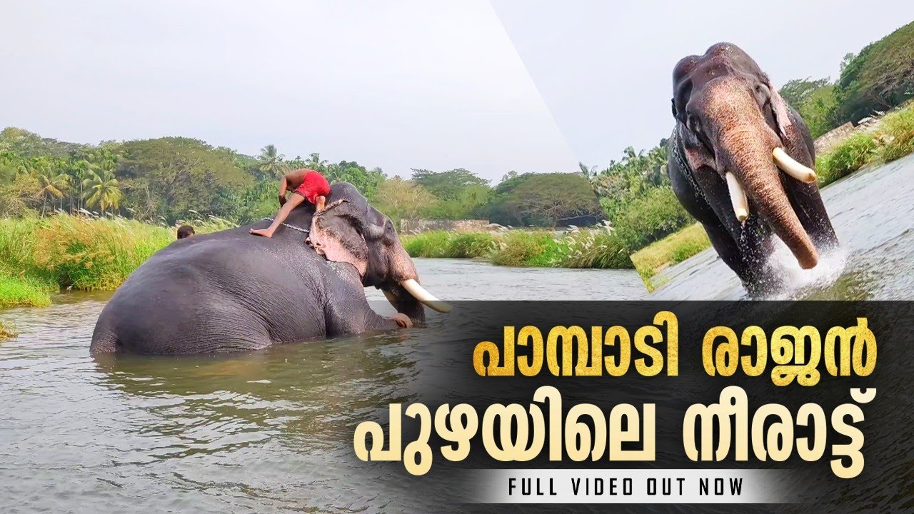 Pambadi Rajan River Bath | Pambadi Rajan At Bharathapuzha | Pambadi ...