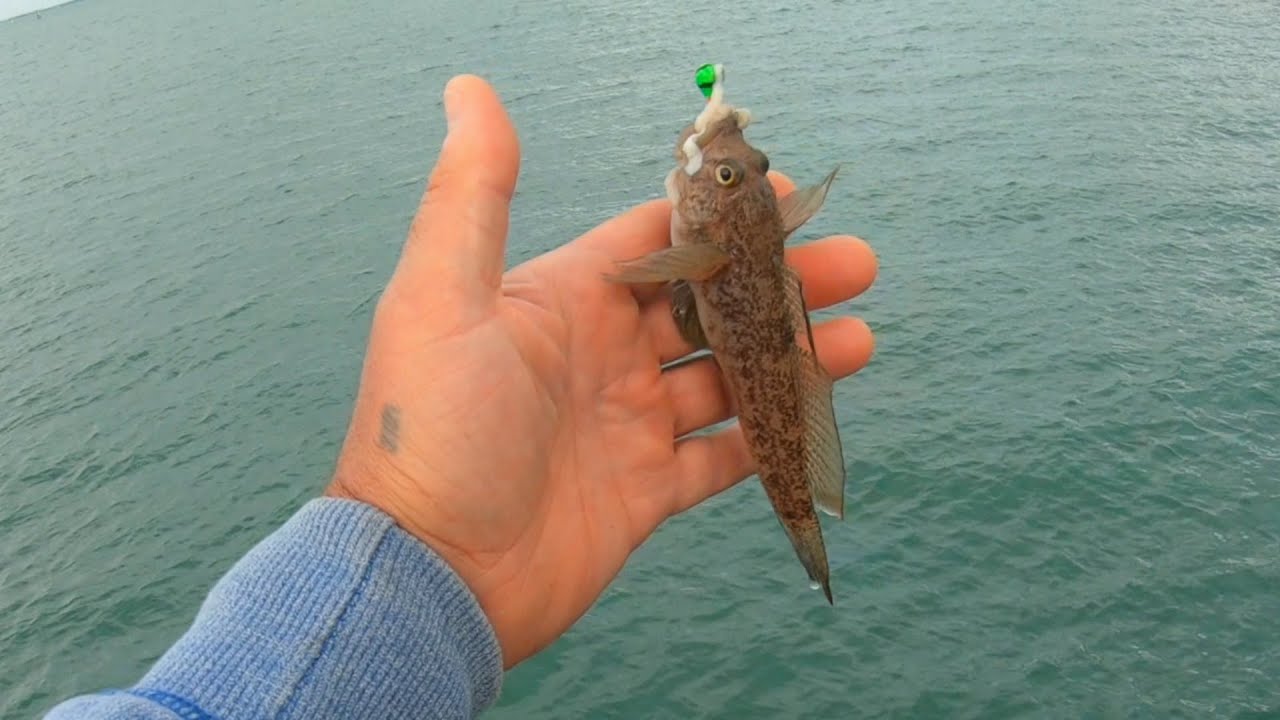 What can you catch in Irish Sea with mormishka. - YouTube