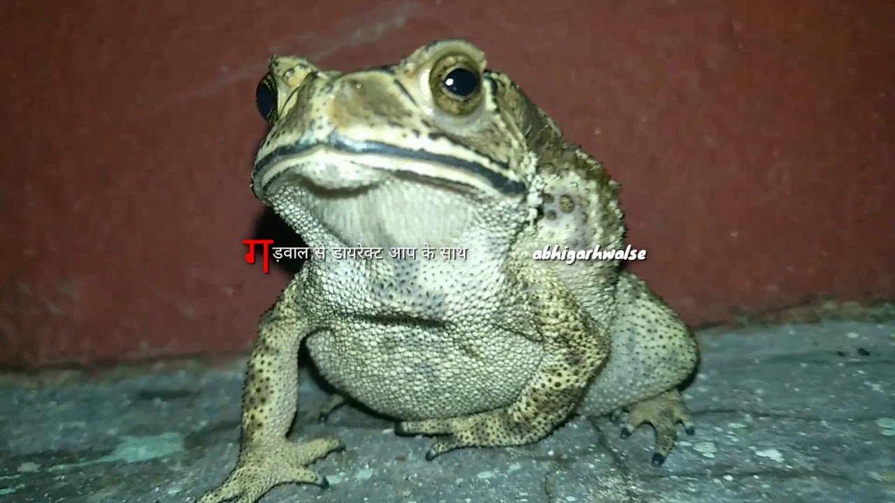mendak kesa dikta h - YouTube