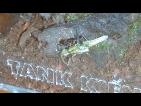 ODONPONERA TRANSVERSA (TOOTH ANTS) KILL A GRASSHOPPER | ODONPONERA ...