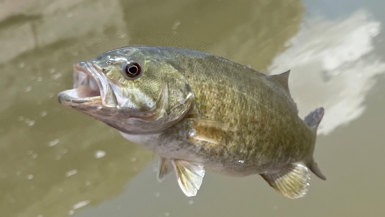 DIY Small Mouth Bass - YouTube