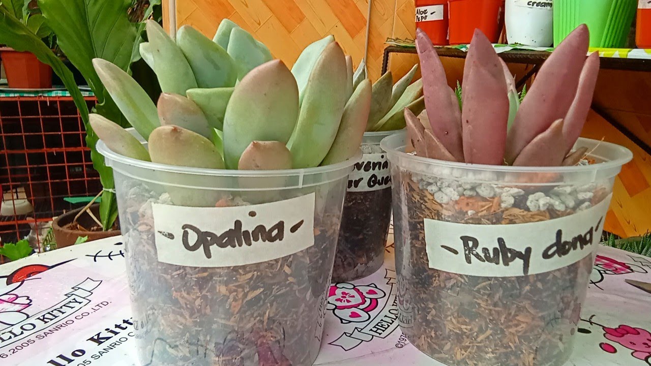 #218 How to identity succulents by comparing thier leaf shape and color ...