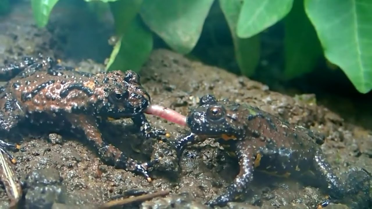 Fire-Bellied Toads fighting for Worm: tug of war! || Rotbauchunken ...