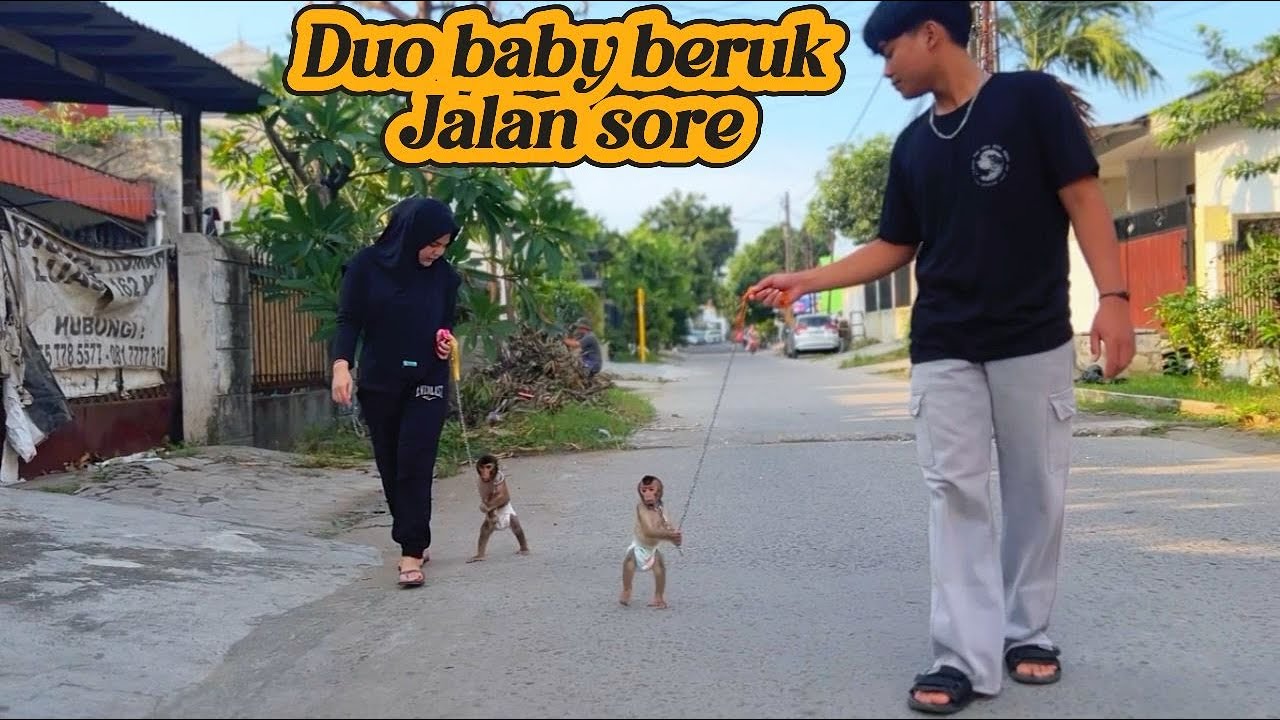 Duo baby beruk jalan sore - YouTube