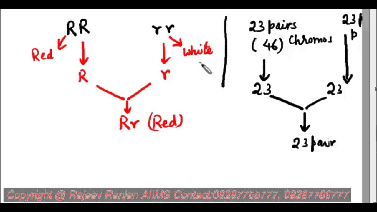 NCERT BIOLOGY LECTURES GENETICS MONO AND DIHYBRID CROSS - YouTube