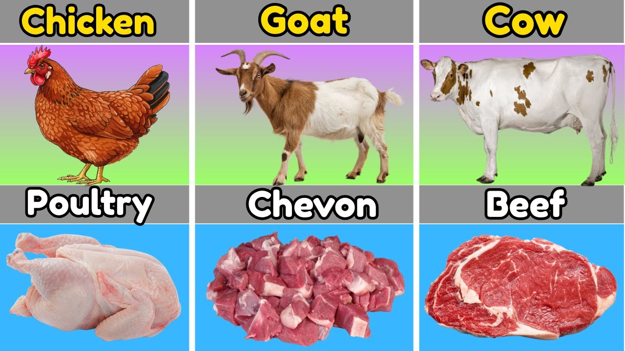 Animals and Their Meat Names 🐄🍖 | What Is Animal Meat Called? Ranked ...