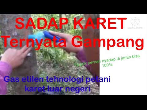 cara sadap karet memanfaatkan gas etilen dengan aplikator sederhana part1