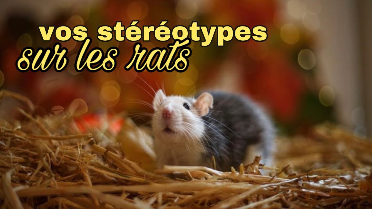 Je réponds à vos stéréotypes sur les rats - YouTube