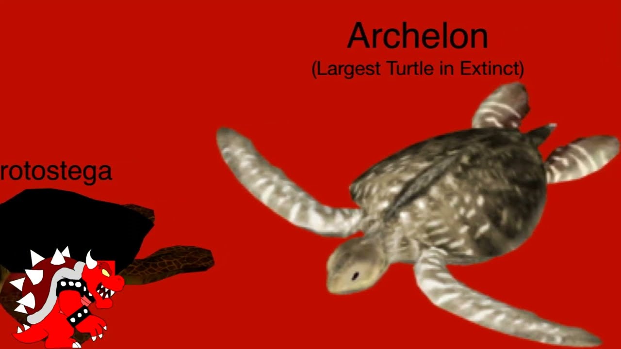 Turtles Size Comparison - YouTube