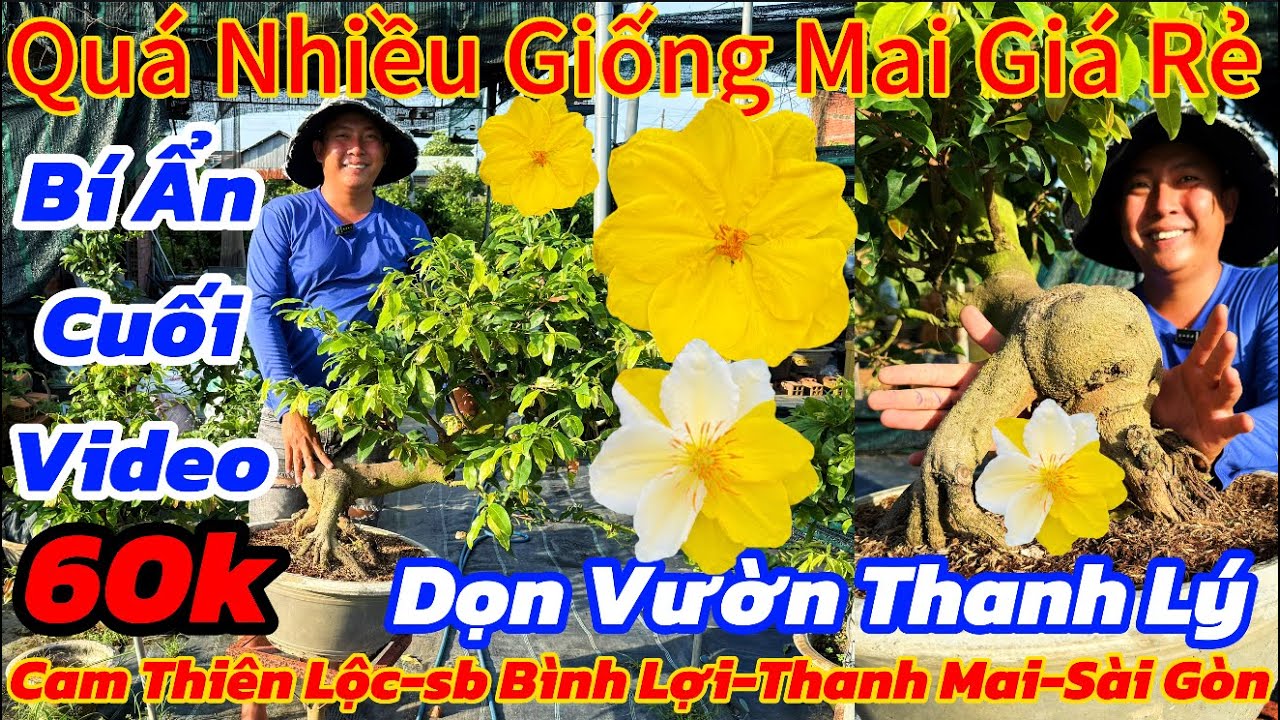 2/8☎️0399733259☎️🌲Mai Vàng Giá Rẻ🌲giảo Cam Thiên Lộc-Sb Bình Lợi-Nhị Ngọc Toàn-Thanh Mai-Sài Gòn ...