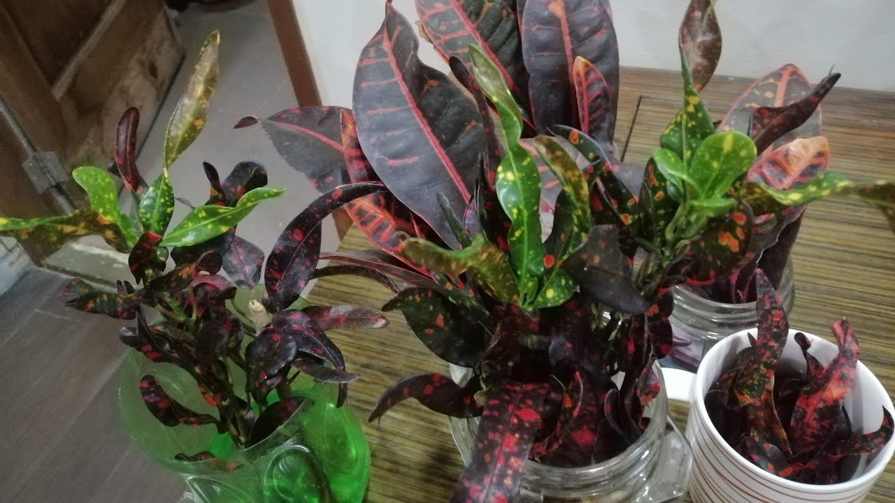 2 Ways To Propagate San Francisco Plant - YouTube