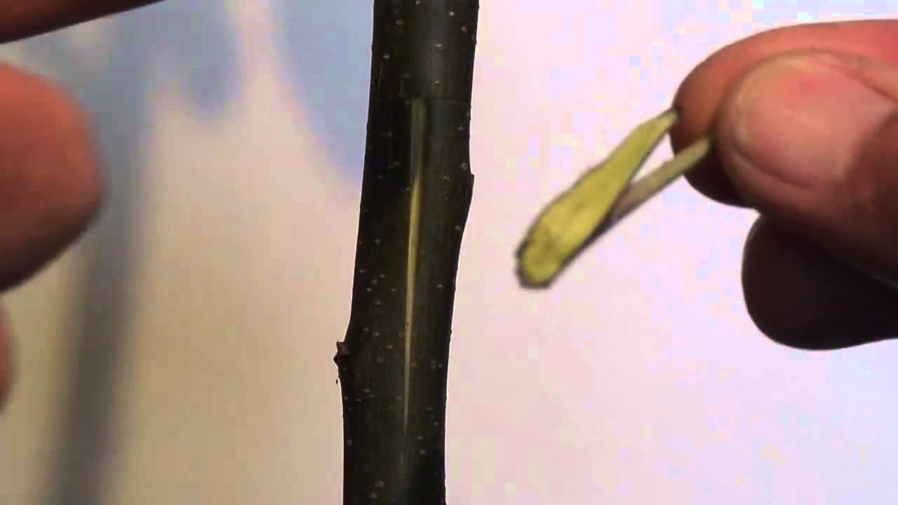 T Budding Apple Youtube