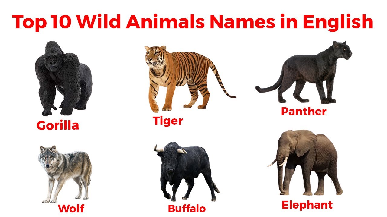 Top 10 Wild Animals Name In English With Picture Elephant, Jaguar ...