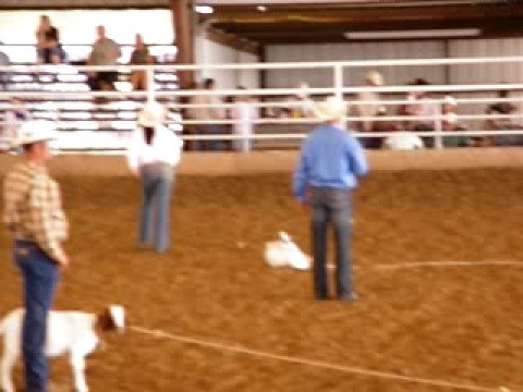 Lone Star High School Rodeo Assn goat roping - YouTube