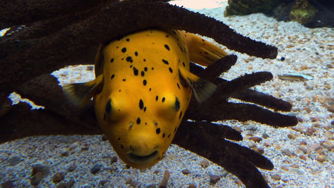 Sleeping Puffer Fish - YouTube