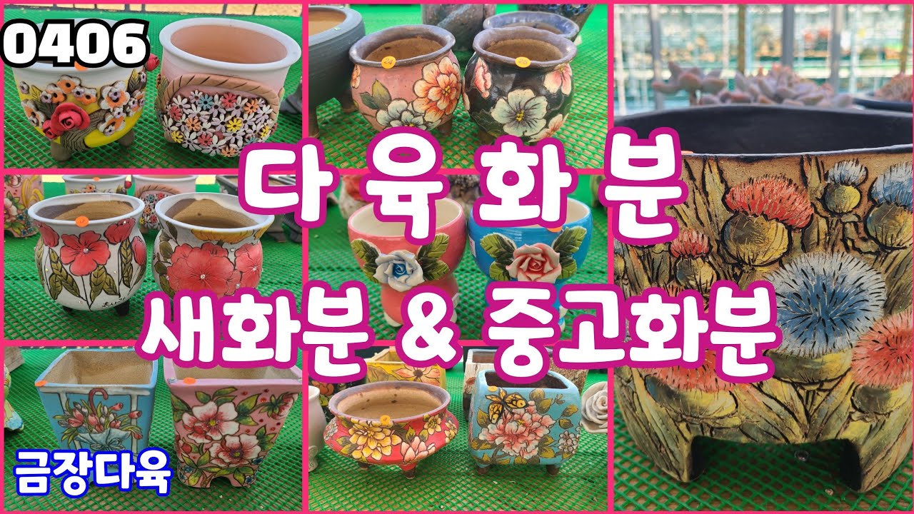 24년04월06일 금장다육맘 수제다육화분 중고다육화분 마리분 수피아분 정스분 언화분 공주분 애플트리분 지당분 예운분