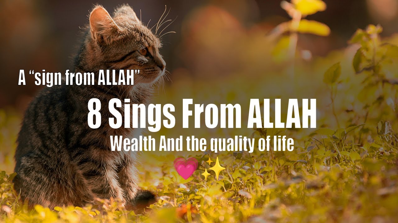 8 Signs from ALLAH For You 💗 Wealth and the Quality of Life - YouTube