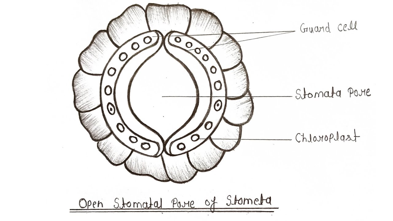 How to draw Stomata || Stomata Diagram || Draw a Neat Labeled Diagram ...