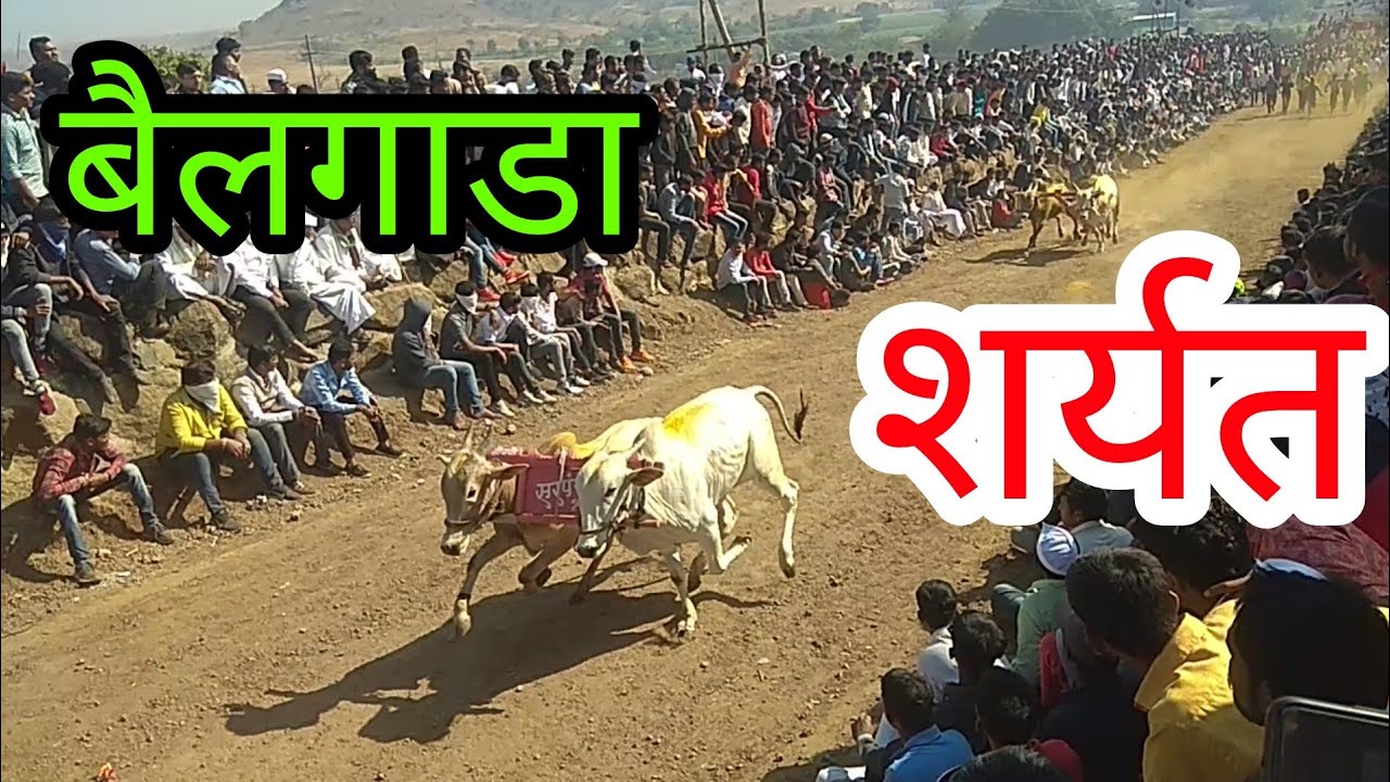 How To Run Bailgada Sharyat Pune Maharashtra - YouTube