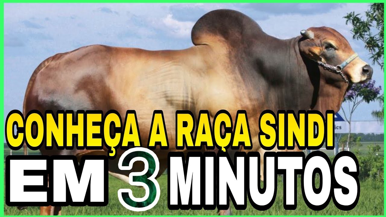 RAÇA SINDI É UMA BOA PARA O PEQUENO PRODUTOR? - YouTube