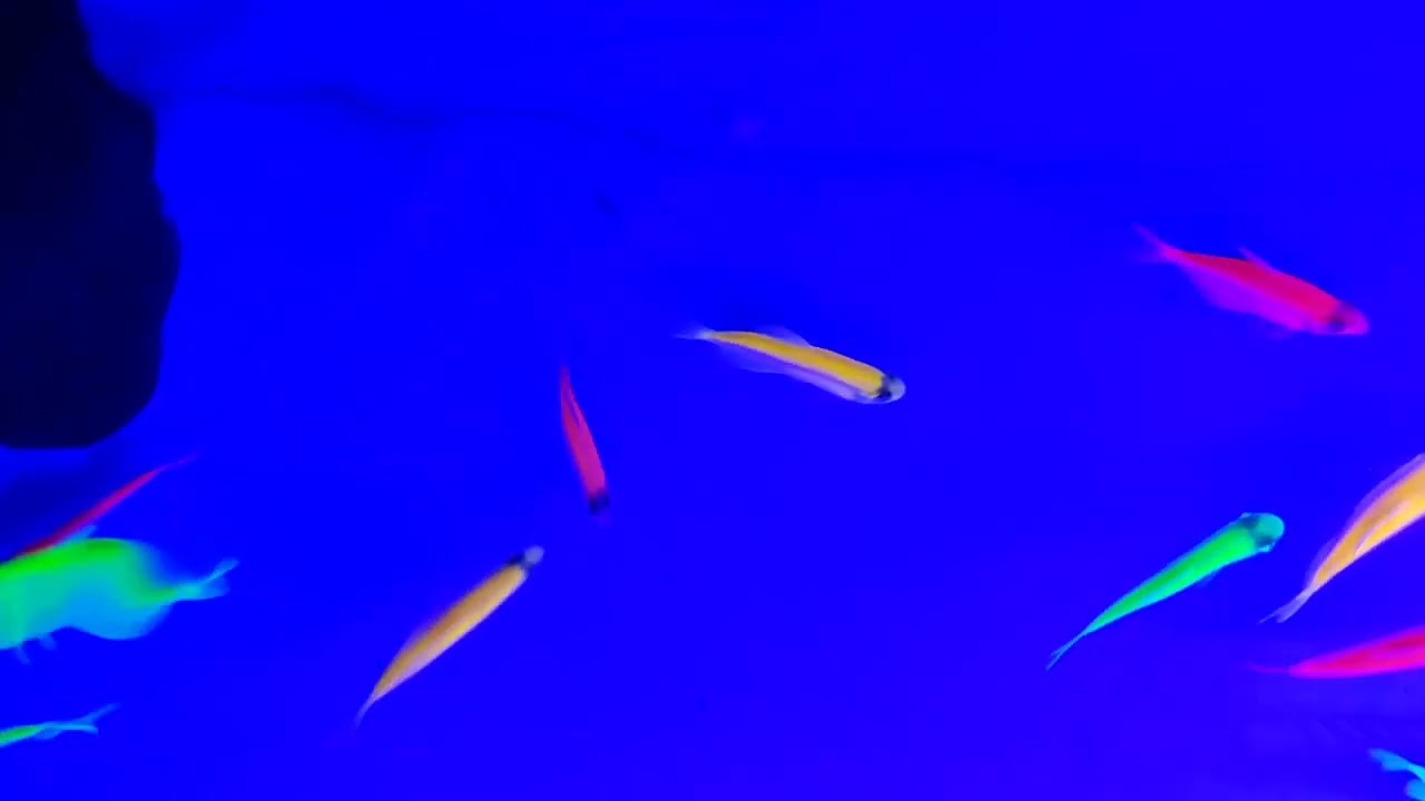 fluorescent fish glowing fish fluorescent fish glowing in the blue ...