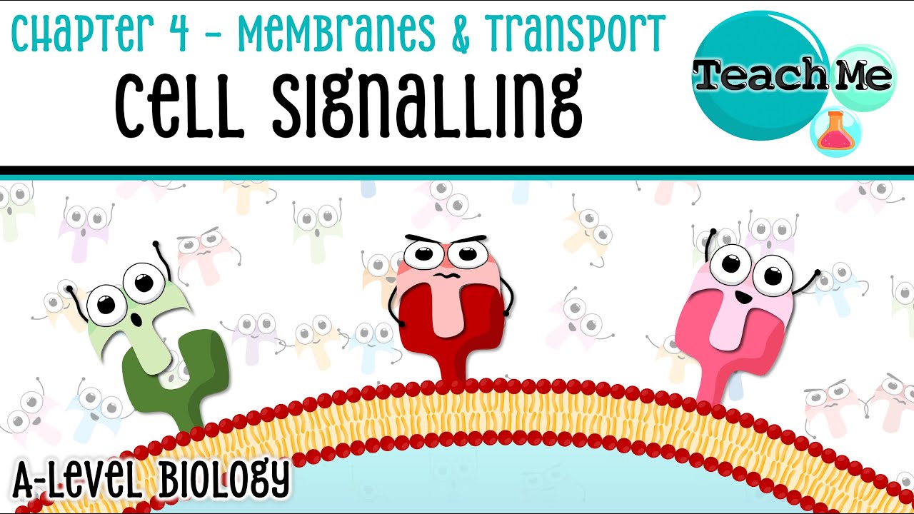 Chapter 4 | Cell Signalling | Cambridge AS & A Level Biology (9700 ...
