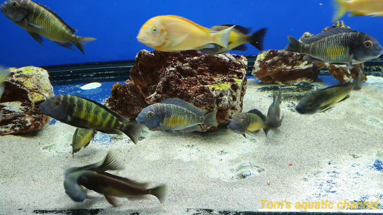 WC Tropheus moorii Kalambo HD - Tom's aquatic channel - YouTube
